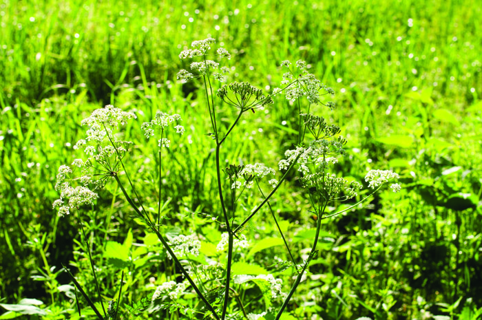 How to Grow Cumin, Mustard Seed, and Sesame Seeds at Home - Grit